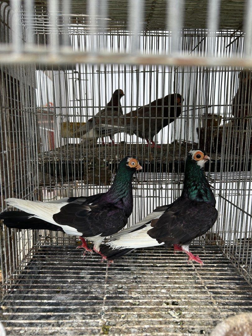 Budapest pigeon, Everything Else, Others on Carousell