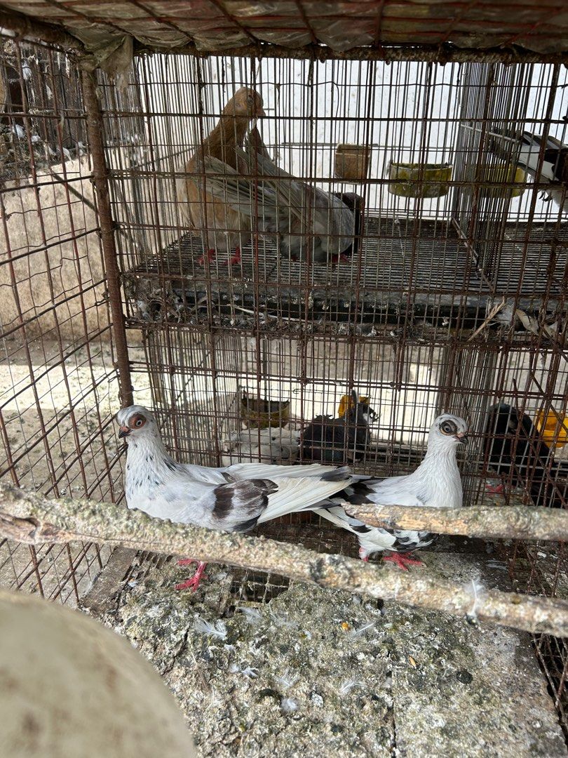 Budapest pigeon, Everything Else, Others on Carousell