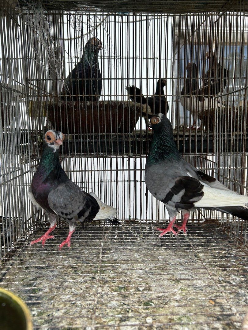 Budapest pigeon, Everything Else, Others on Carousell