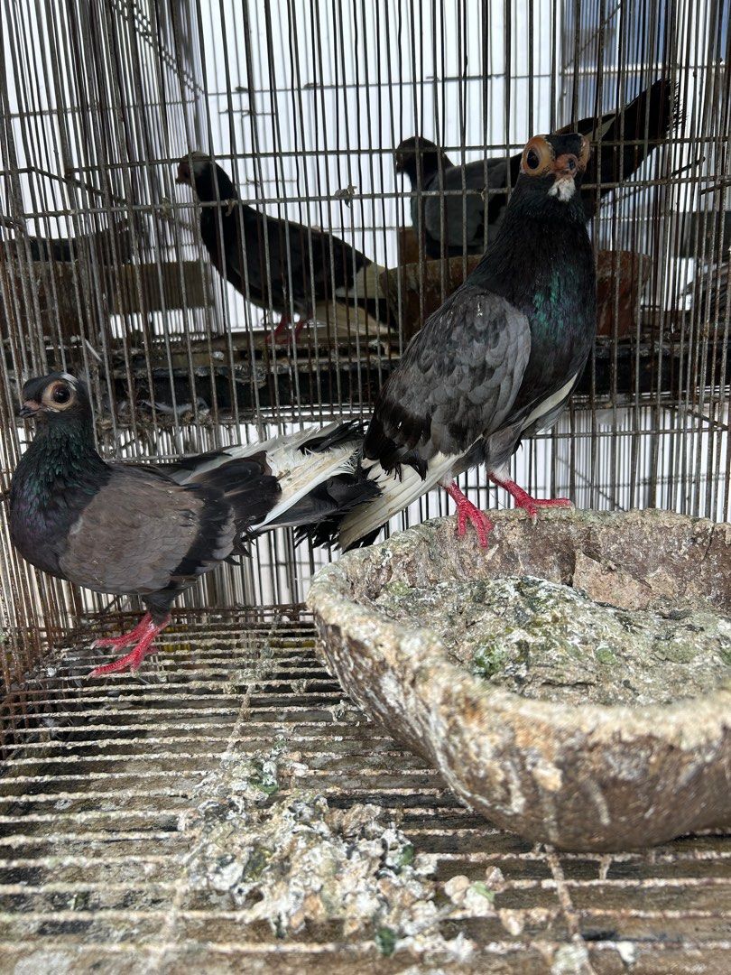 Budapest pigeon, Everything Else, Others on Carousell