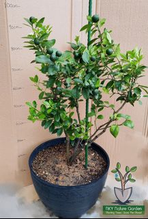 100cm Calamansi Tree / Lime Tree / Pokok Limau Kasturi sudah berbuah # ...
