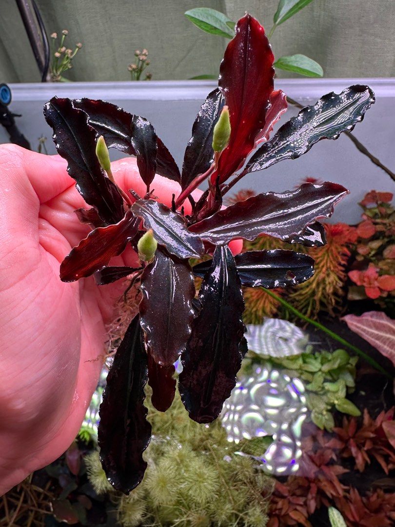 Kedagang Godzilla | Buce | Aquatic Plant, Furniture & Home Living ...