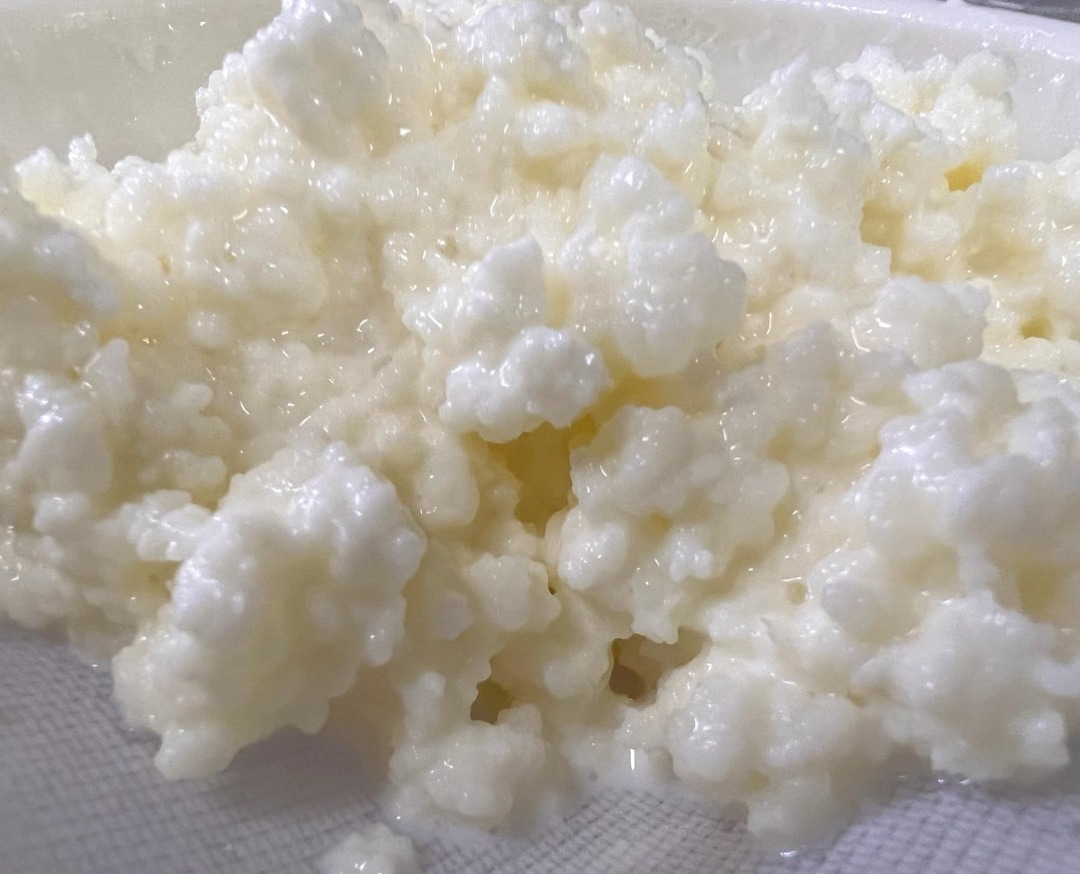 Milk Kefir Grains (ACTIVE, HEALTHY), Health & Nutrition, Health ...