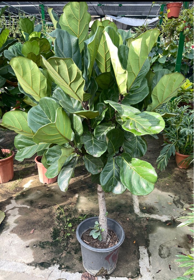 Ficus lyrata 1 stem with multi branch 1.2meter height live plant free ...