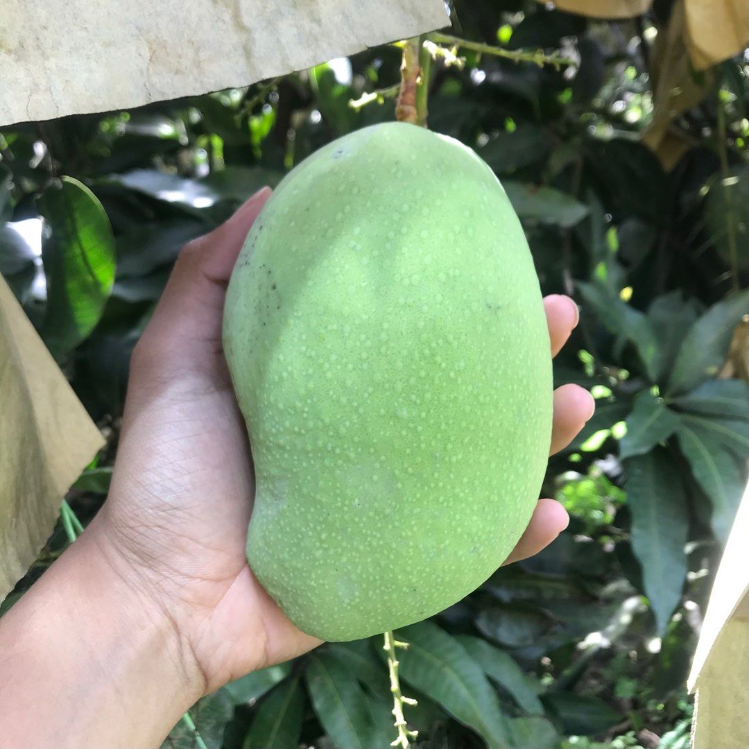 HARUMANIS PERLIS, Food & Drinks, Local Eats on Carousell