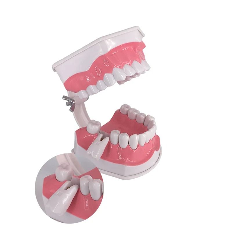 Standard Dental Teaching Model Study On The Structure Of Oral Teeth ...