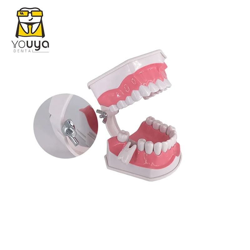 Standard Dental Teaching Model Study On The Structure Of Oral Teeth ...