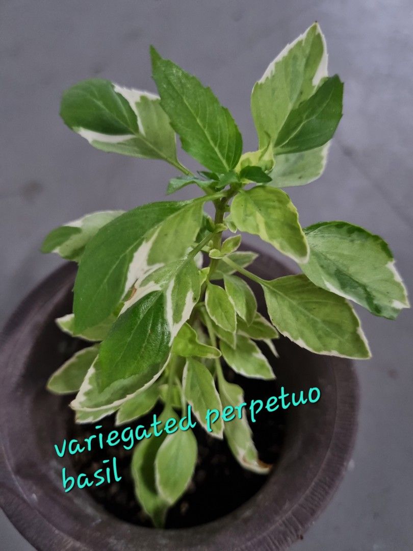 Variegated perpetuo basil (herb), Furniture & Home Living, Gardening ...