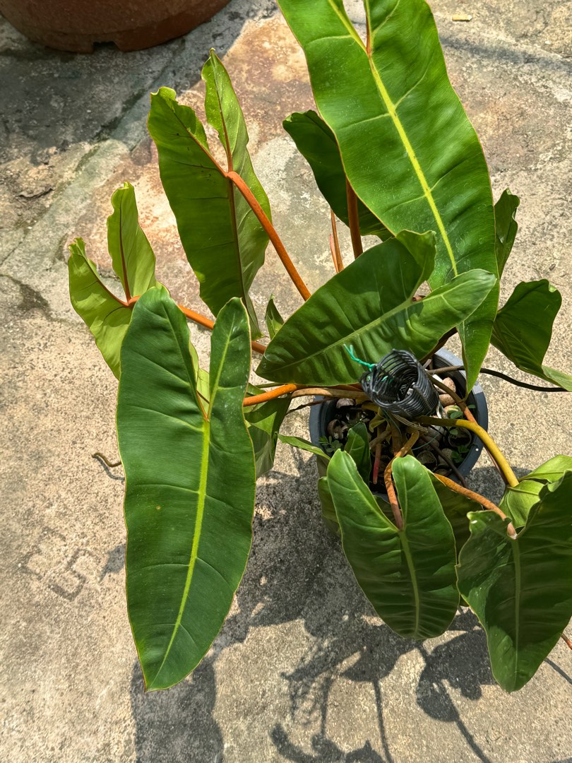 Philodendron Billietae, Furniture & Home Living, Gardening, Plants ...