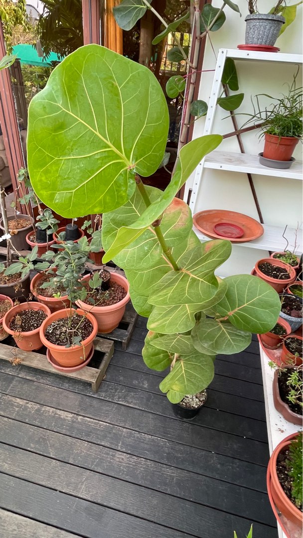 Beautiful round leave Ficus tree, Furniture & Home Living, Gardening ...