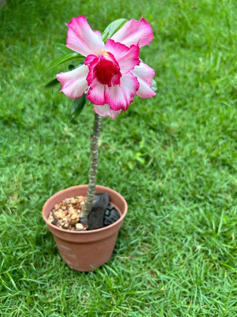 Adenium pink., Furniture & Home Living, Gardening, Plants & Seeds on ...