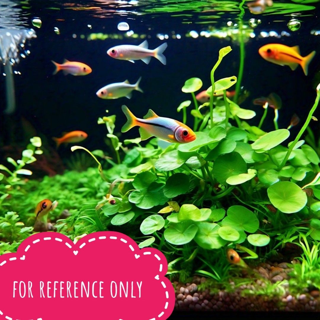 Aquatic plant: Pennywort/ Chinese Coin Plant in water, Furniture & Home ...
