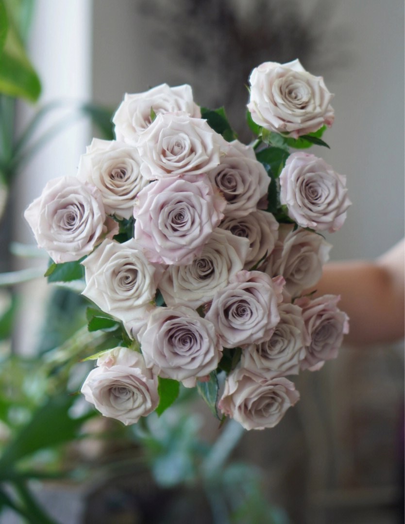 Roses (Manta) bundle of 10, Hobbies & Toys, Stationery & Craft, Flowers ...