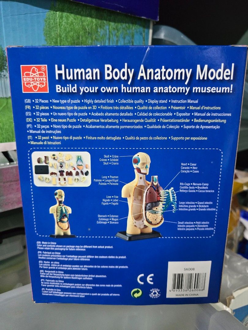 Human Body Anatomy Model, 興趣及遊戲, 玩具 & 遊戲類 - Carousell