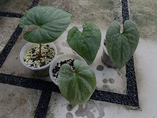 Anthurium Sp Silver Peru, Furniture & Home Living, Gardening, Plants ...