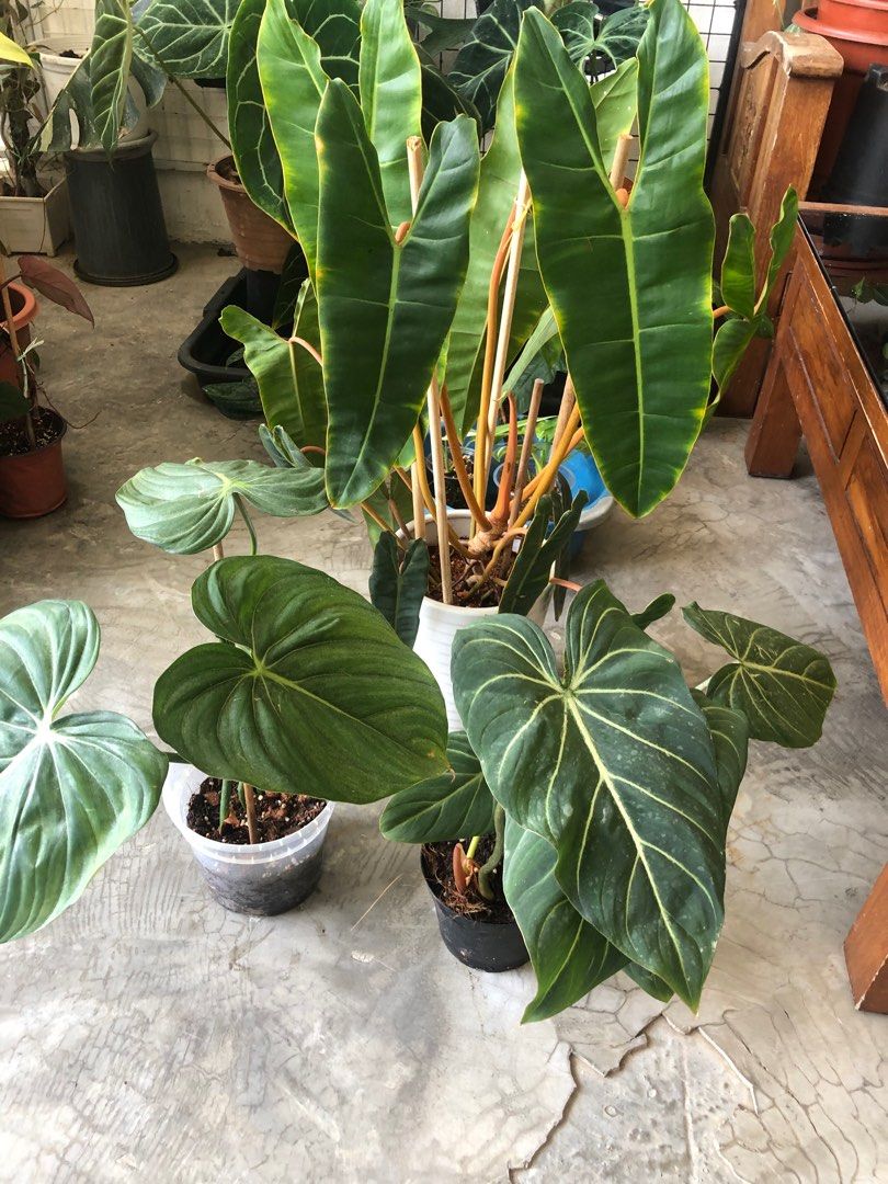 Philo Gloriosum, Furniture & Home Living, Gardening, Plants & Seeds on ...