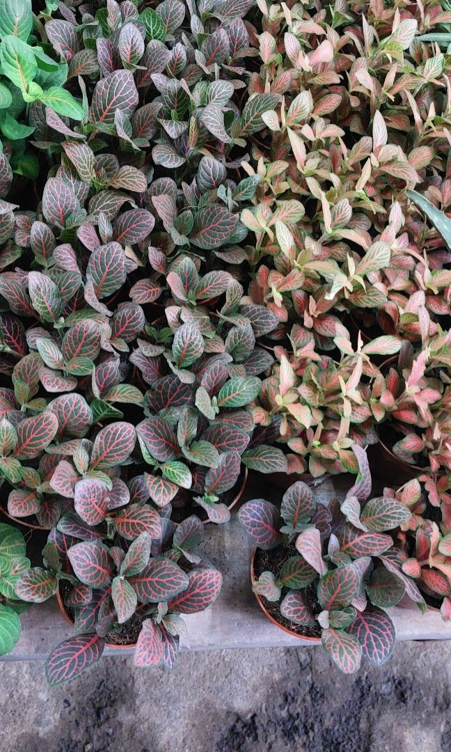 Fittonia Nerve Plants, Furniture & Home Living, Gardening, Plants ...