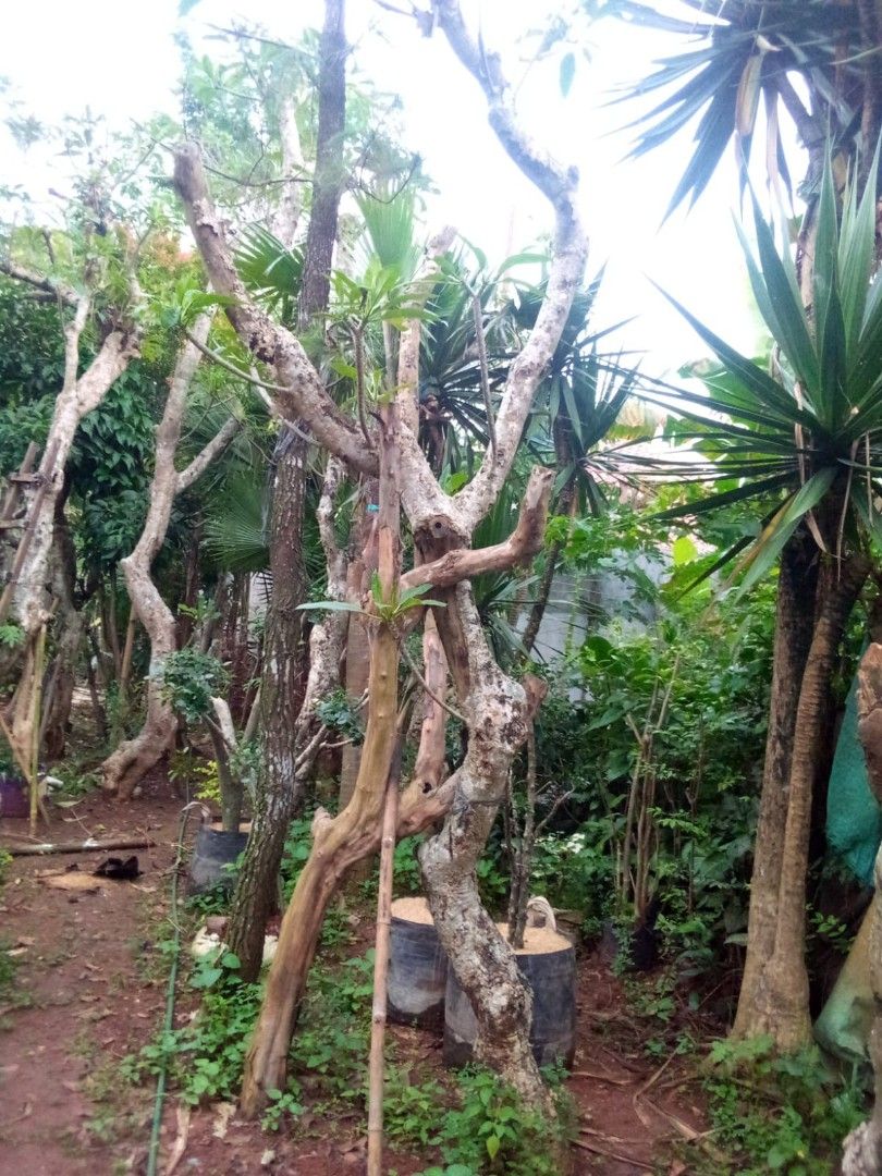 Pohon Kamboja fosil batang berkarakter unik tinggi 3-4 meter ...