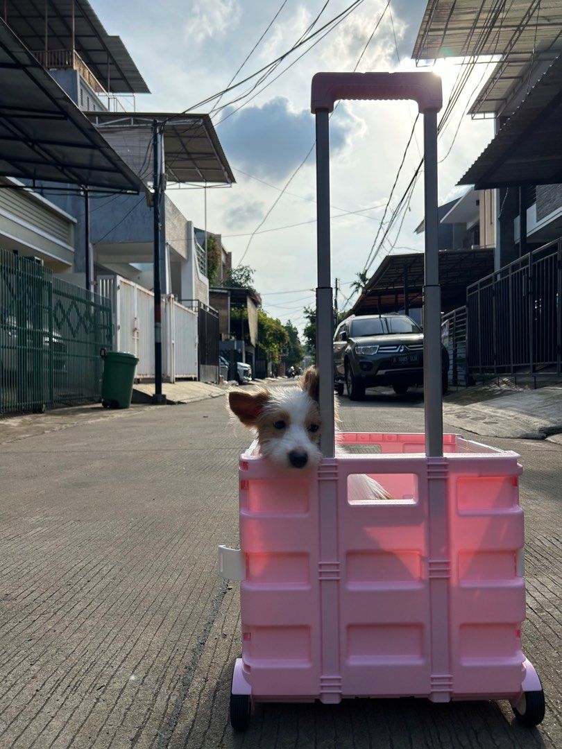 Gerobak Trolley Roda dorong 45L — Deli Flat Cart, Perabotan Rumah di ...