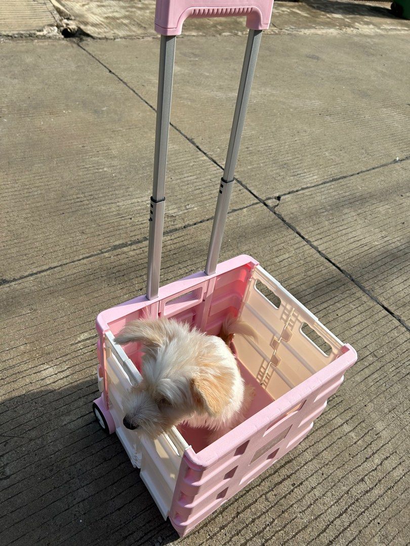 Gerobak Trolley Roda dorong 45L — Deli Flat Cart, Perabotan Rumah di ...