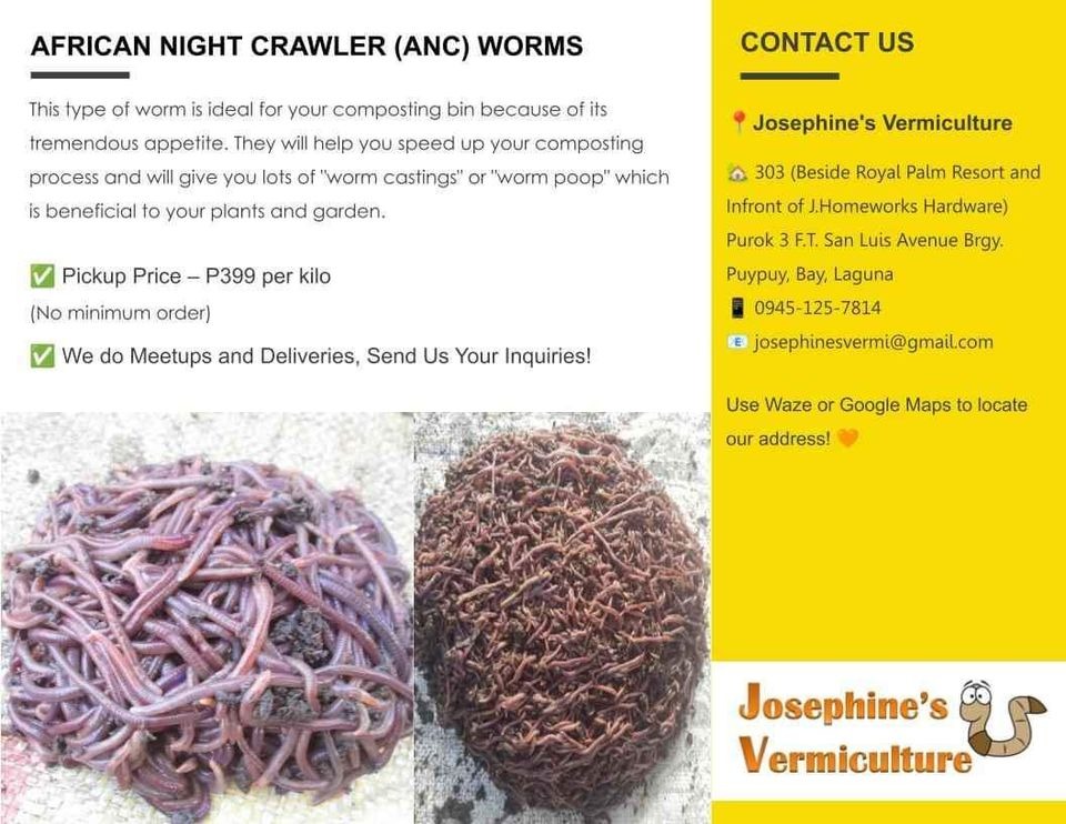 African night crawler worms , Vermicast , Vermicompost, Vermi , ANC ...