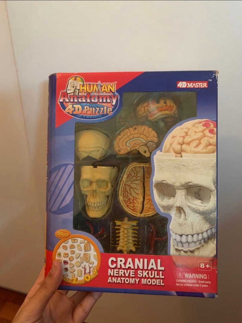 Human Anatomy 4D Puzzle - Cranial Nerve Skull Anatomy Model, Hobbies ...
