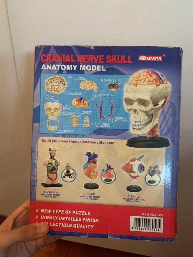 Human Anatomy 4D Puzzle - Cranial Nerve Skull Anatomy Model, Hobbies ...
