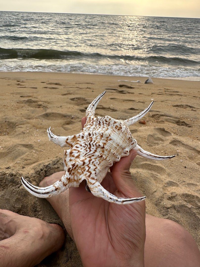 Rare Spider Conch Shell, Hobbies & Toys, Stationery & Craft, Other ...