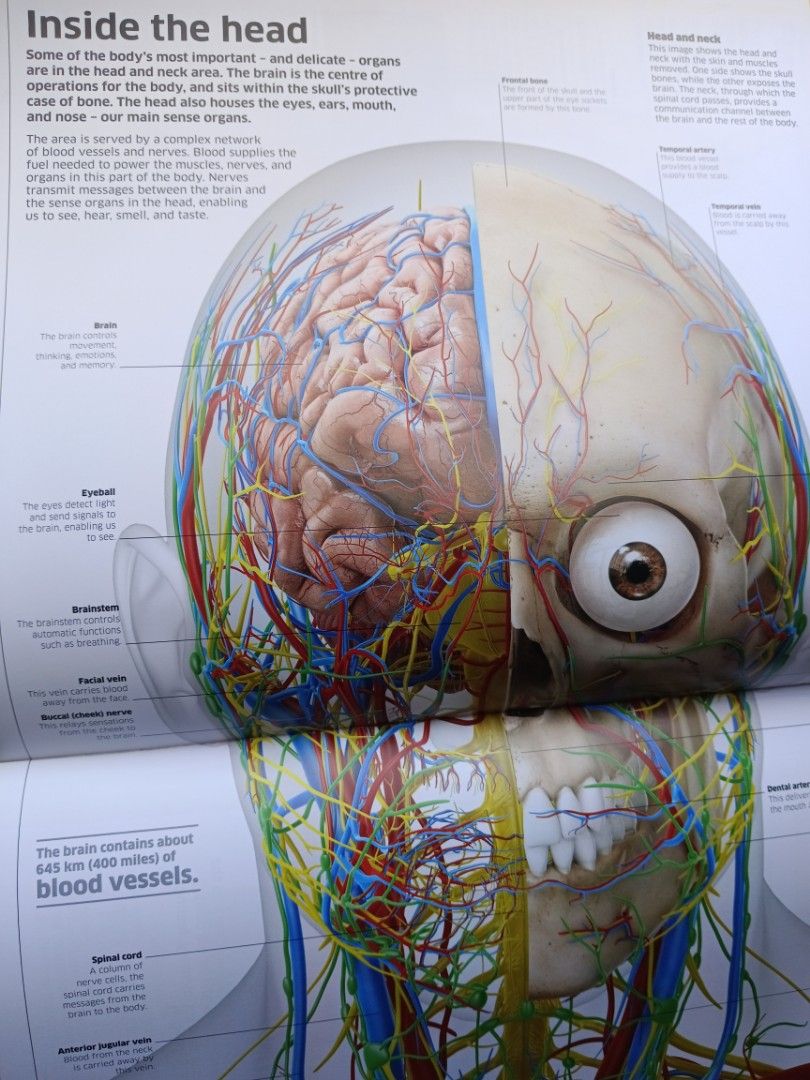 Dk Knowledge Encyclopedia Human Body Hobbies Toys Books Magazines