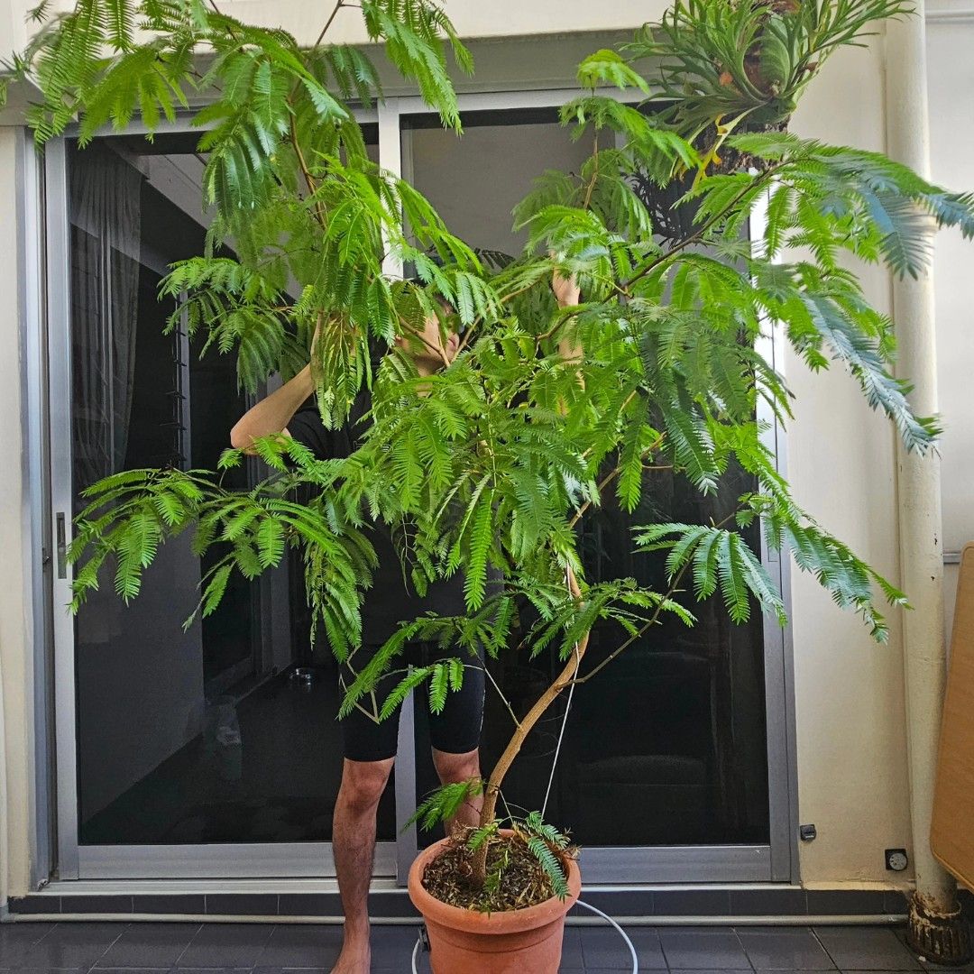 Everfresh Tree, Furniture & Home Living, Gardening, Plants & Seeds on ...