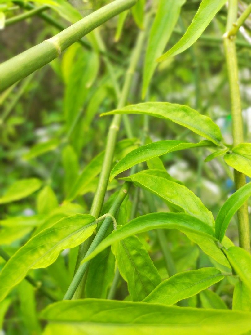 Pokok Belalai Gajah Clinacanthus Nutans | Keratan Batang, Furniture ...