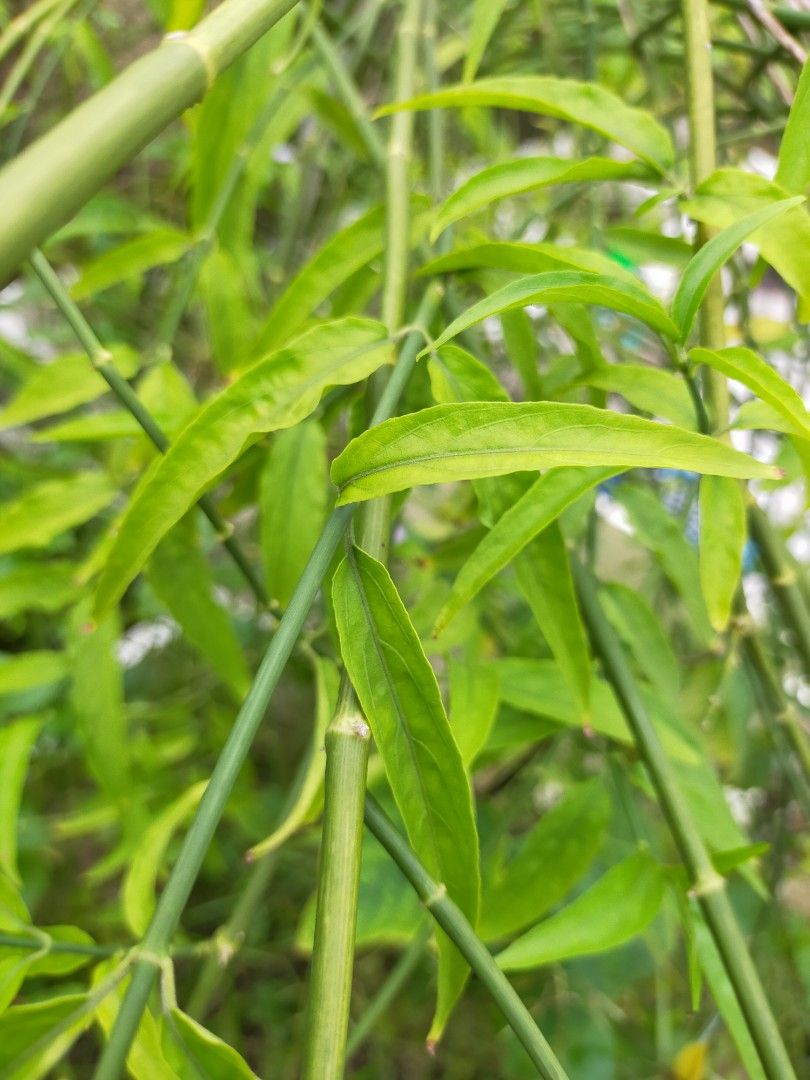 Pokok Belalai Gajah Clinacanthus Nutans | Keratan Batang, Furniture ...