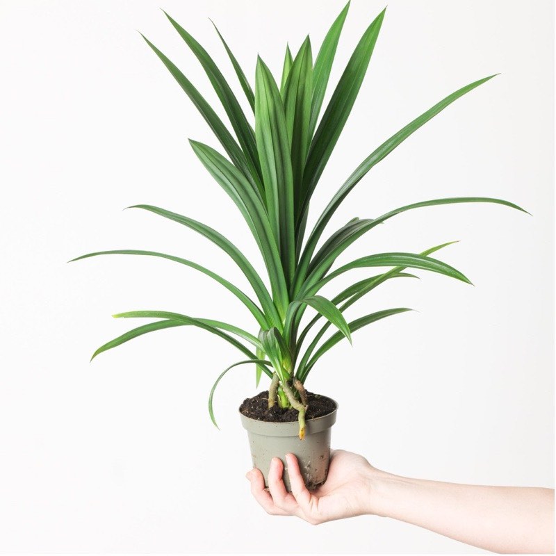 Pokok Pandan / Daun Pandan / Pandanus Plant, Furniture & Home Living ...