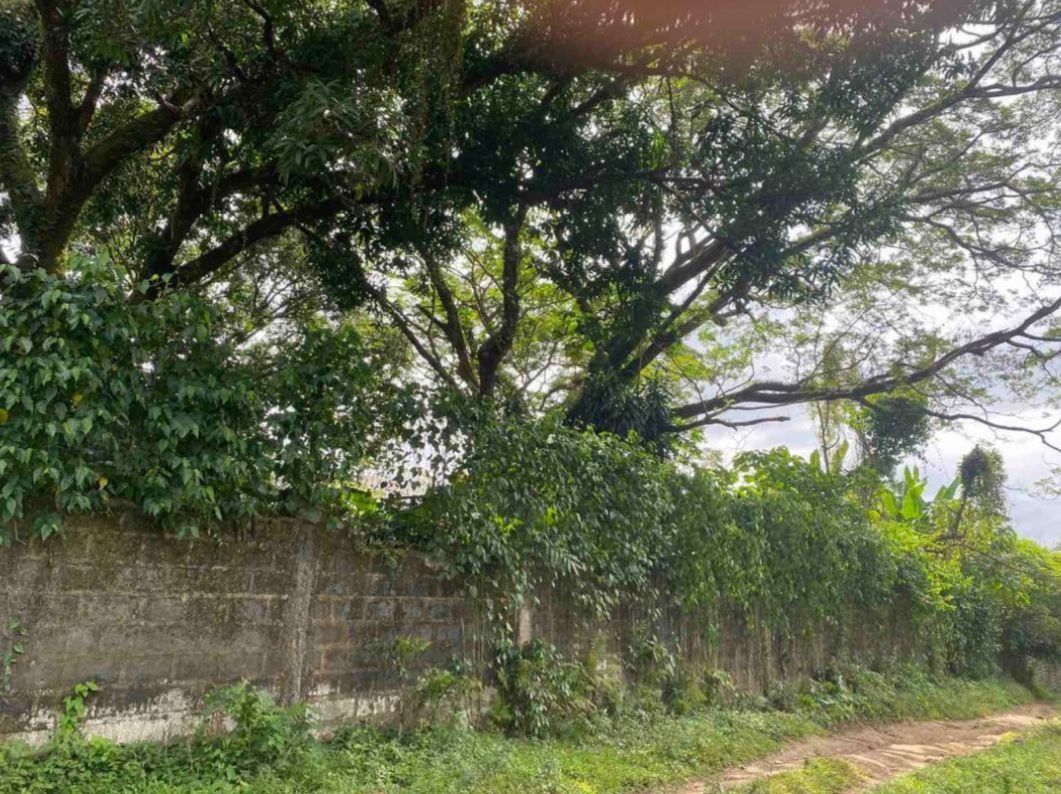 Bulacan | Farm Lot For Sale - #7041, Property, For Sale, Lot on Carousell