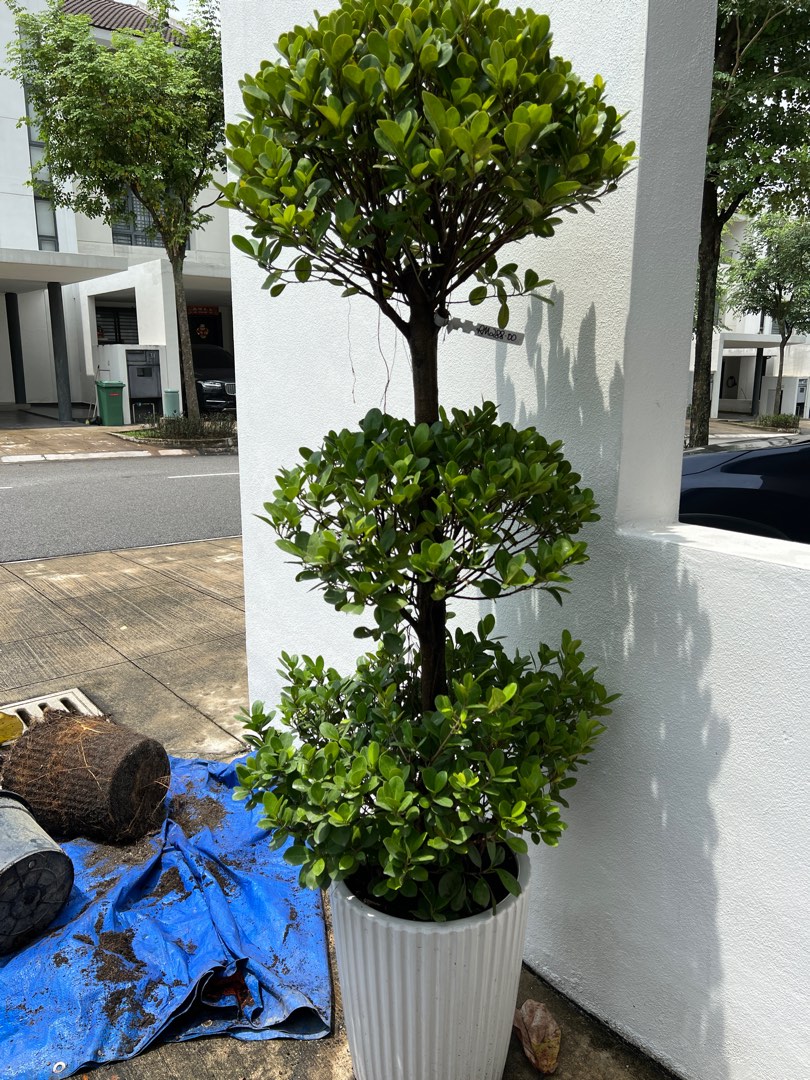 Ficus panda 3 layer, Furniture & Home Living, Gardening, Pots & Planters on Carousell