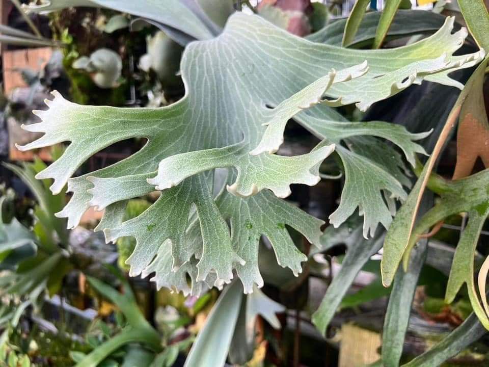 Platycerium Ginka (TC) (Geisha), Furniture & Home Living, Gardening ...