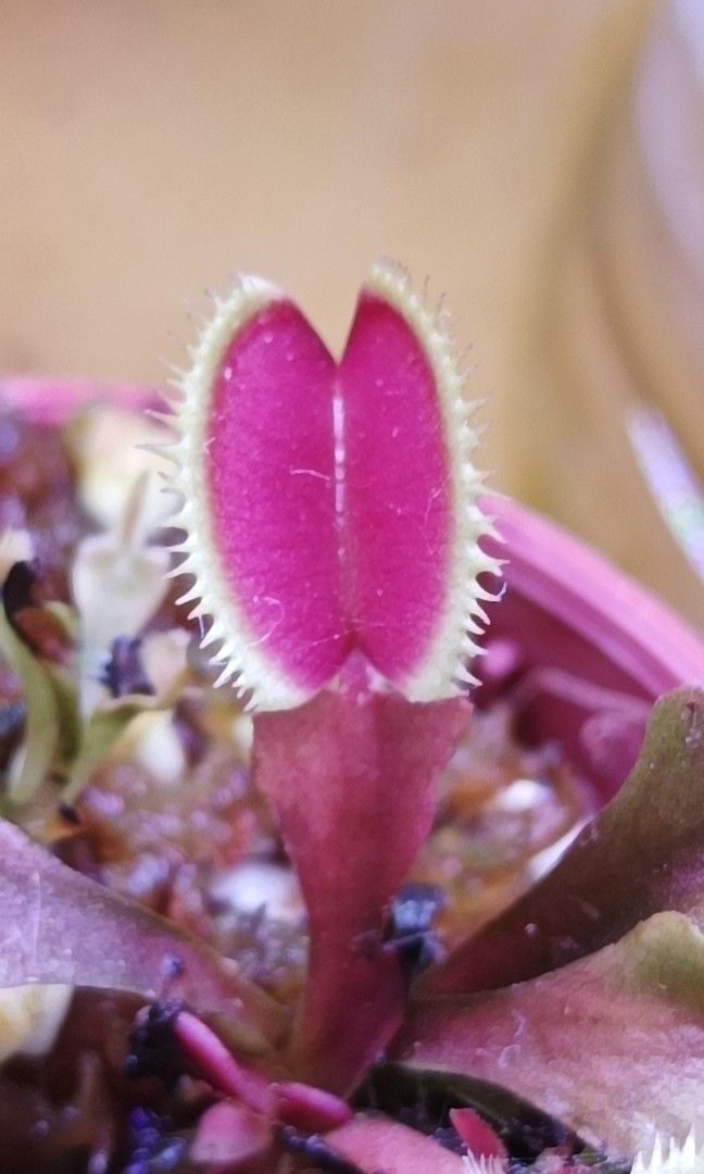 Venus flytrap red sawtooth/red piranha , Furniture & Home Living ...