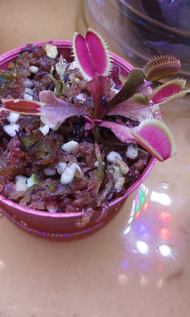 Venus flytrap red sawtooth/red piranha , Furniture & Home Living ...