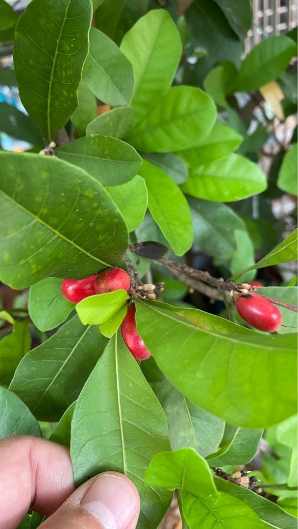 Buah Ajaib / Miracle Fruit plants for SALE, Furniture & Home Living ...