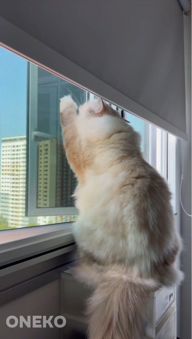 ONEKO CUSTOM RETRACTABLE WINDOW SCREEN, MOSQUITO NET, WINDOW MESH on ...