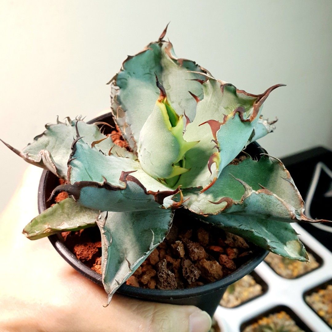 Firmly rooted in 9cm potting mix, Agave titanota blue whale, desert ...