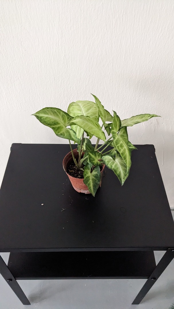 Syngonium Pixie Plant, Furniture & Home Living, Gardening, Plants ...