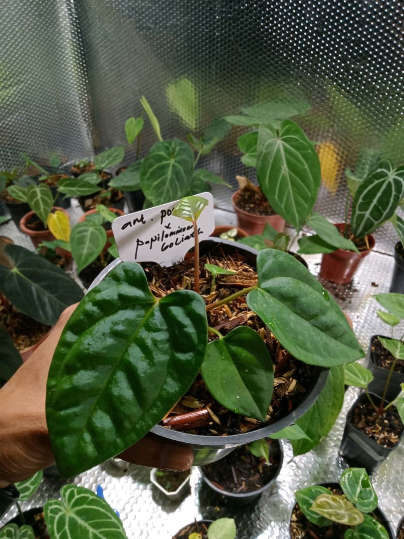 Anthurium Portilae X Papillilaminum Goliath, Furniture & Home Living ...