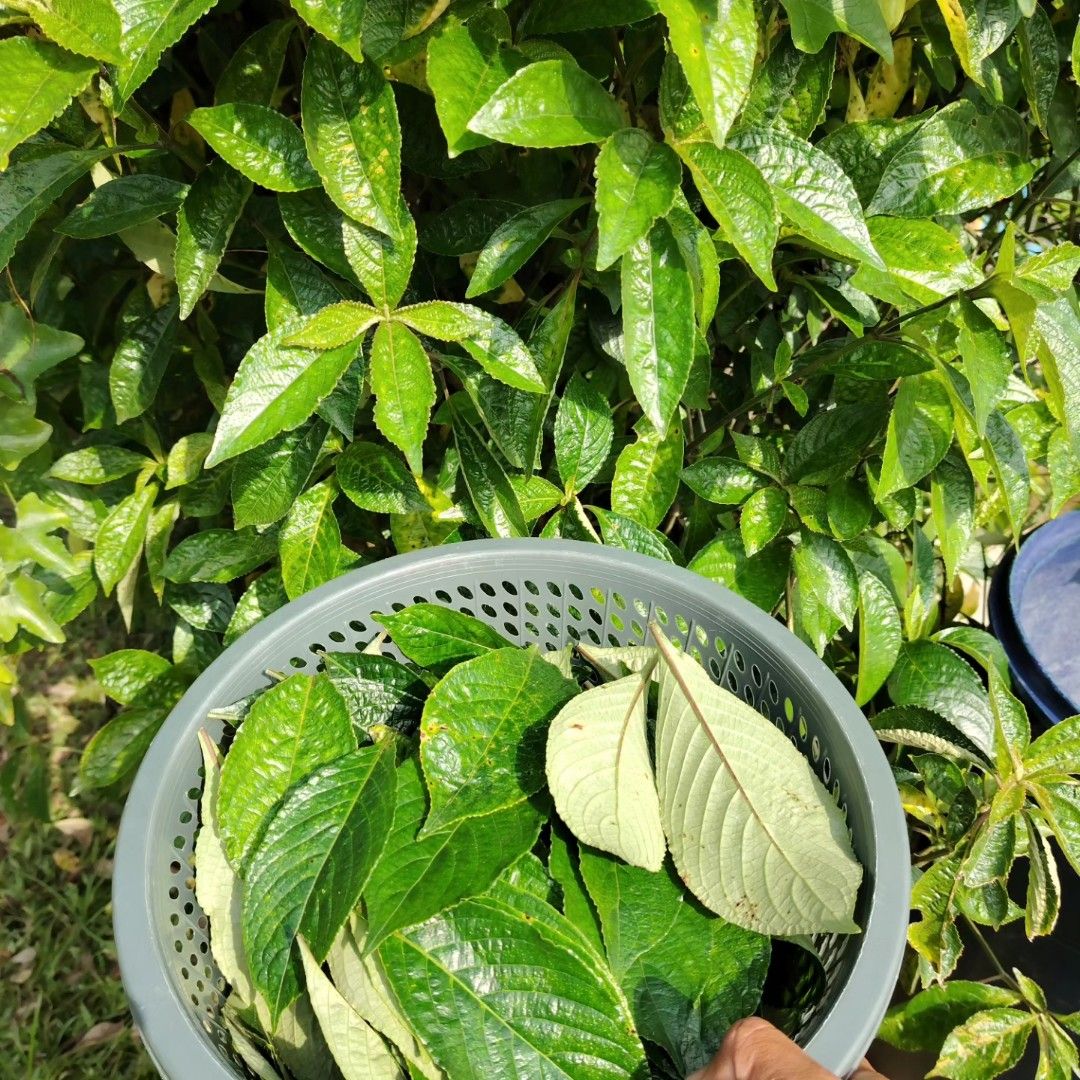 Daun fresh pecah kaca/daun kering pecah kaca, Furniture & Home Living ...