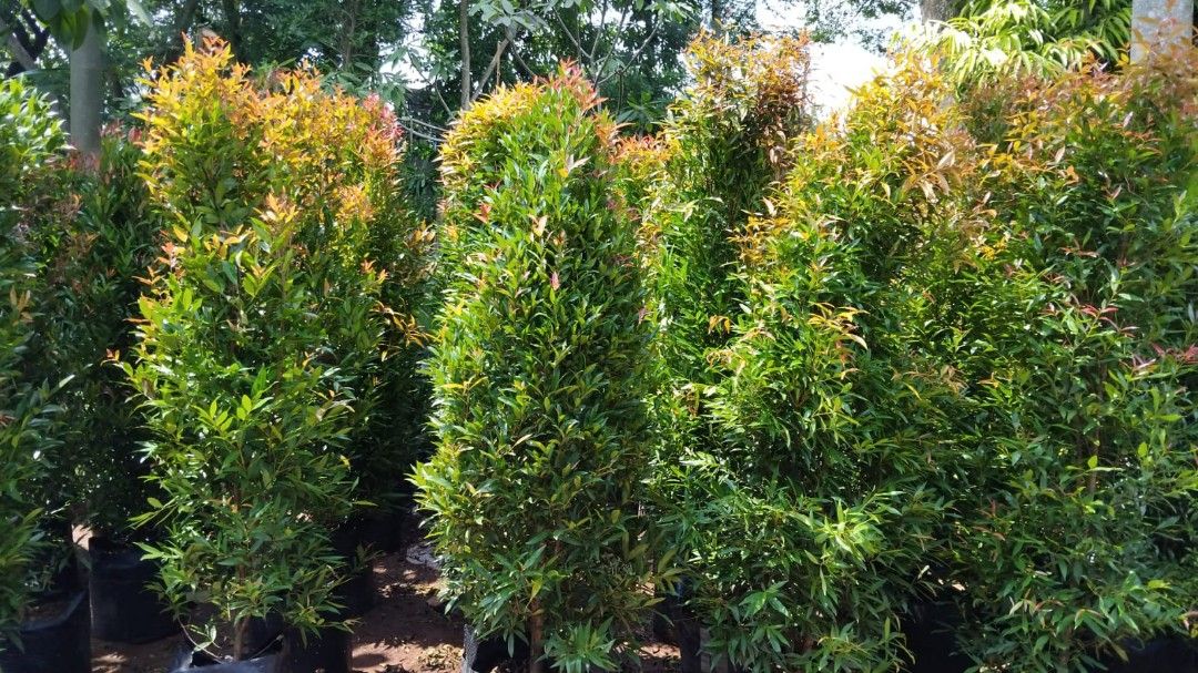 Pohon pucuk merah super daun rimbun tinggi 120 cm, Perkebunan di Carousell