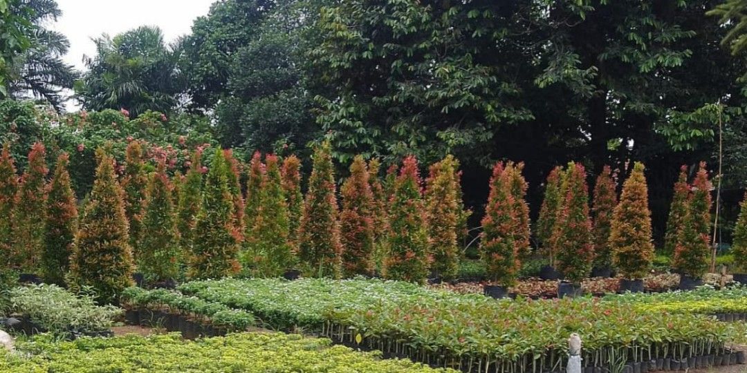 Pohon pucuk merah super daun rimbun tinggi 120 cm, Perkebunan di Carousell