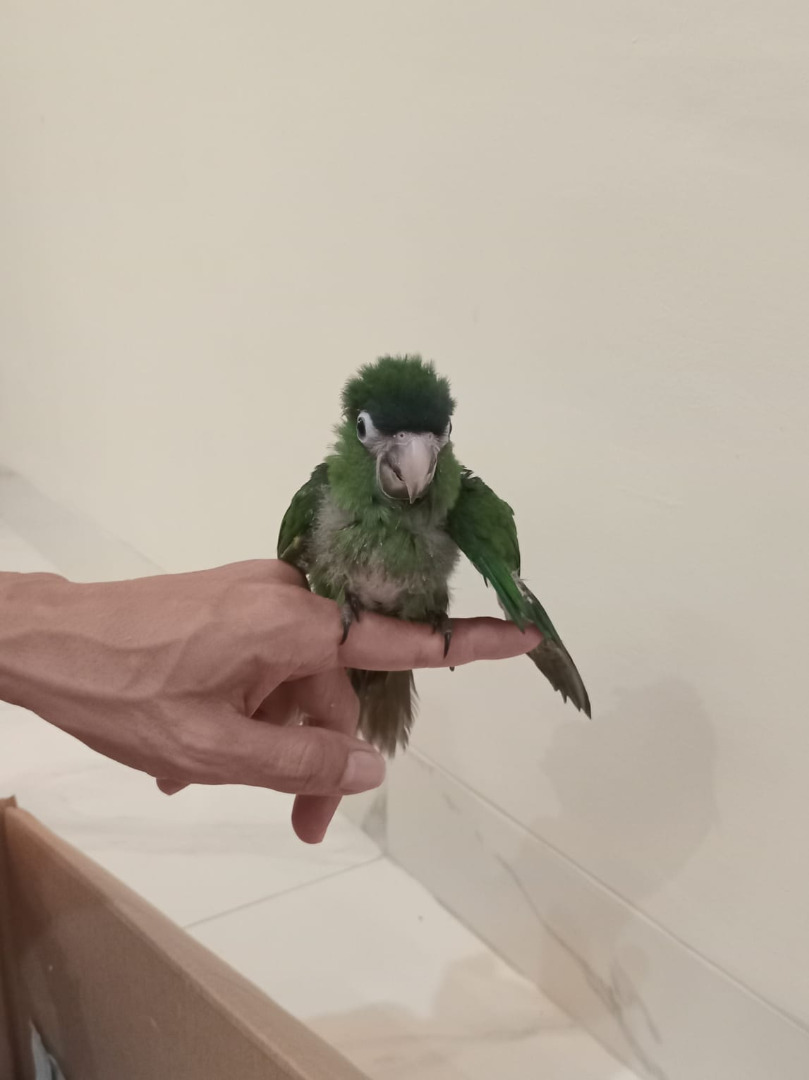 hans macaw / mini macaw / hahn's macaw, Serba Serbi, Others di Carousell