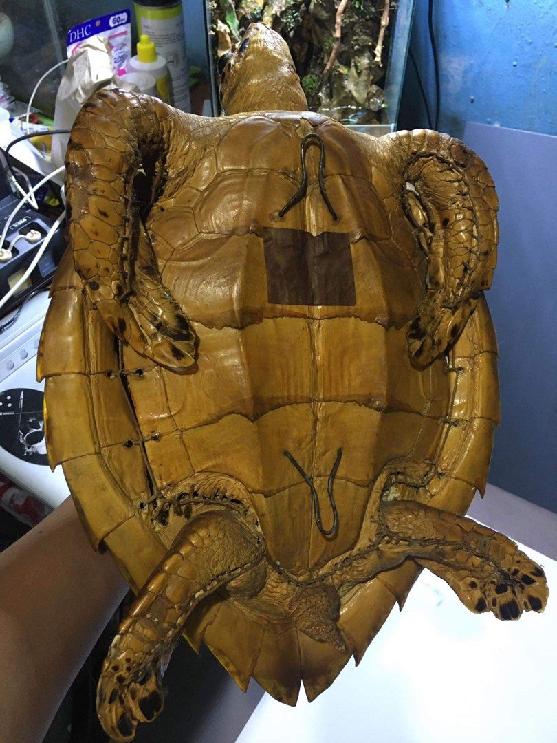 Taxidermy sea turtle, Hobbies & Toys, Memorabilia & Collectibles ...