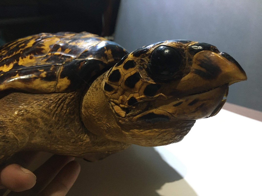 Taxidermy sea turtle, Hobbies & Toys, Memorabilia & Collectibles ...