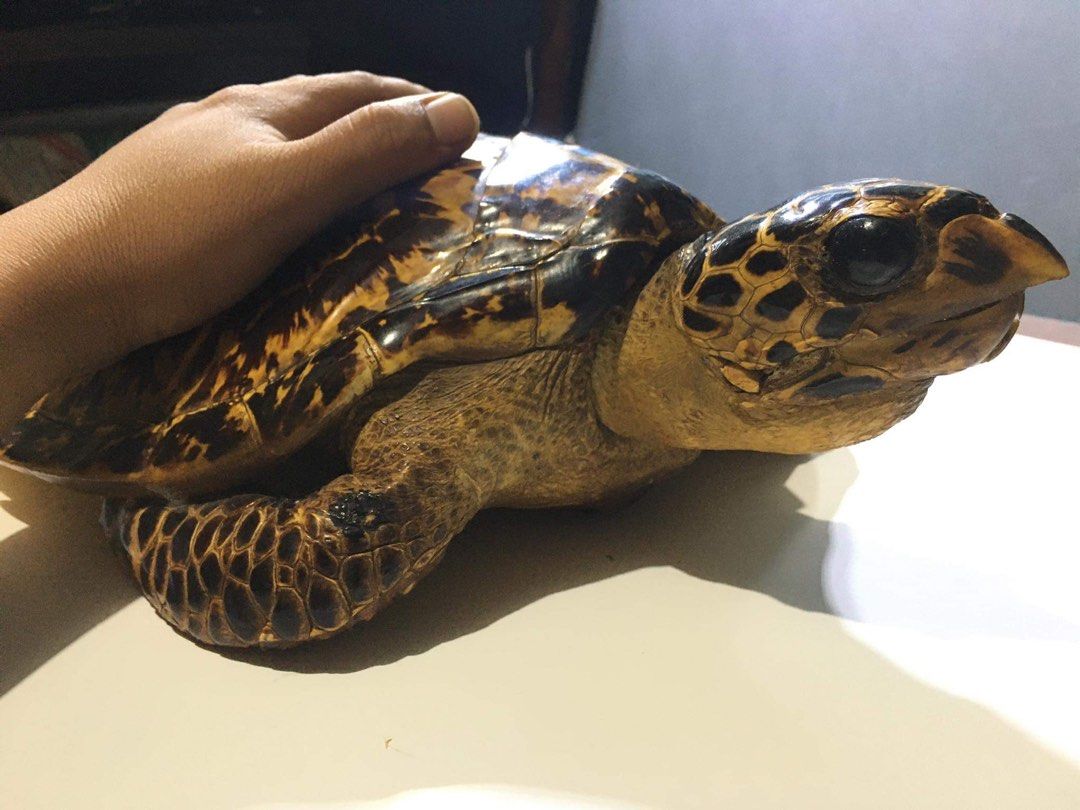 Taxidermy sea turtle, Hobbies & Toys, Memorabilia & Collectibles ...